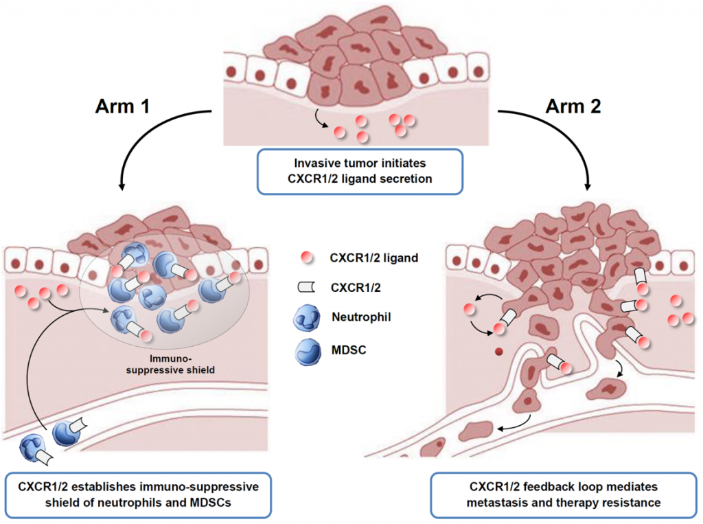 Therapy Pipeline – Syntrix Pharmaceuticals