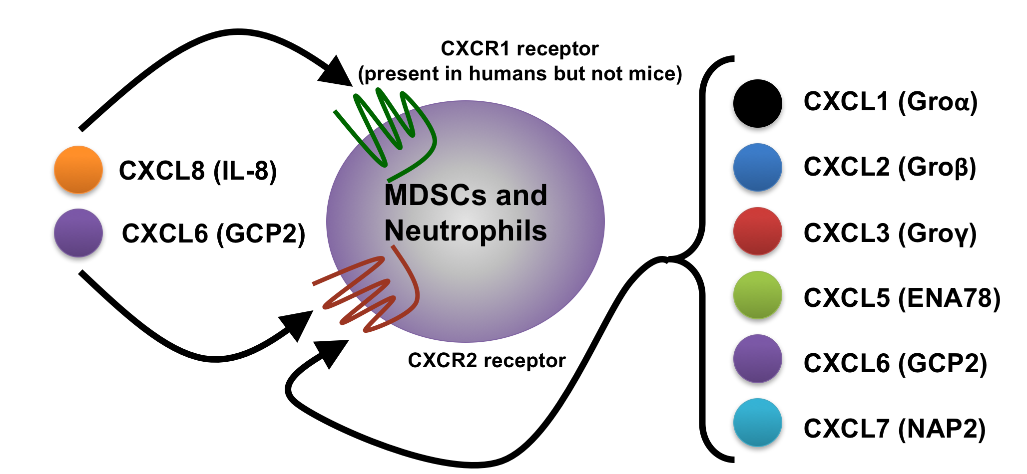 Therapy Pipeline – Syntrix Pharmaceuticals